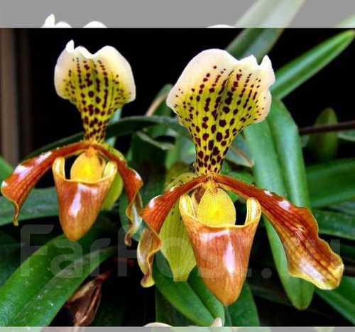 Орхидея Paphiopedilum. Венерин башмачок