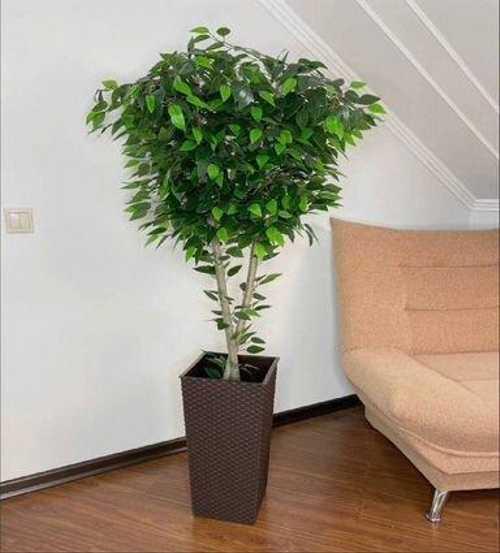 Оригинальное растение пальма в квартиру офис