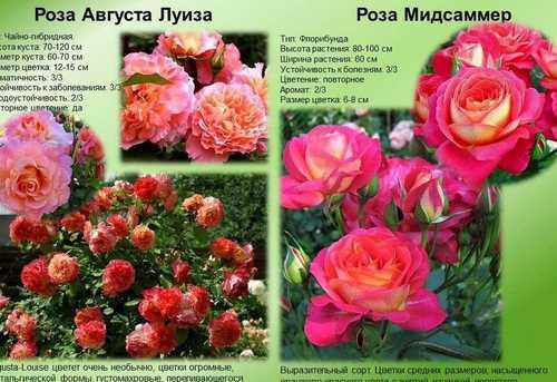 Саженцы алтайских роз Челябинск