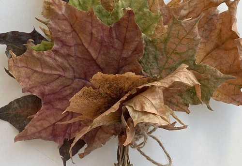 Сухие листья, гербарий для творчества