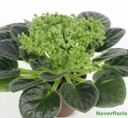 Фиалка Neverfloris экзотика