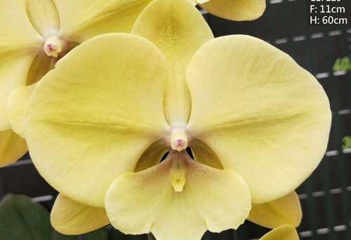 Орхидея Phal.Yellow Lilac