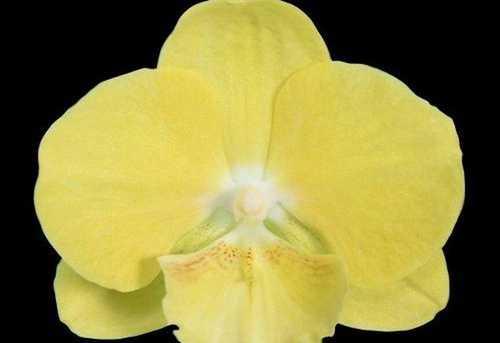 Орхидея Phal. Younghome Lemon Yellow