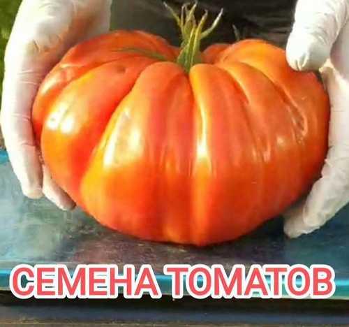 Семена коллекционных сортов томатов