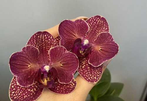 Орхидея фаленопсис бабочка Кимоно, Кобрион