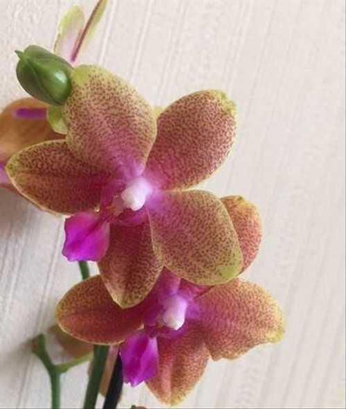 Орхидея фаленопсис Золотой Будда арома