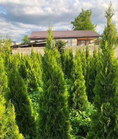 Туя смарагд живой забор