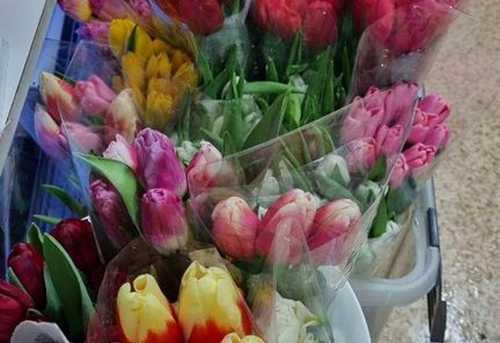 Тюльпаны к 8 марта розница мелкий опт