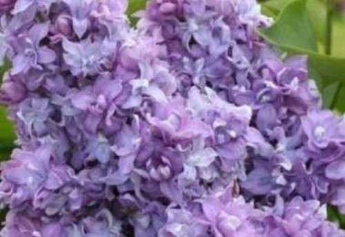 Сирень привитая