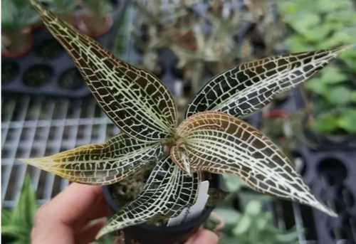 Драгоценная орхидея Goodyera hispida