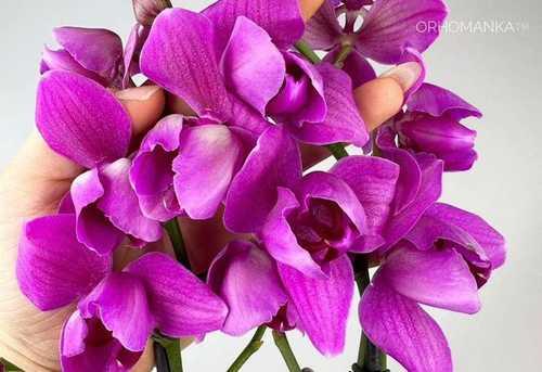 Орхидея фаленопсис неоновый пелор