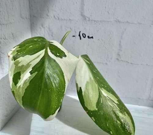 Филодендрон вайт визард фото взрослого растения