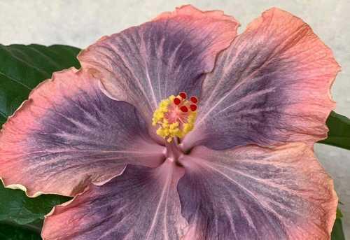 Сортовые гибискусы