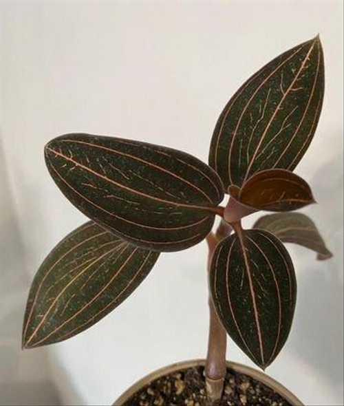Лудисия (драгоценная орхидея)
