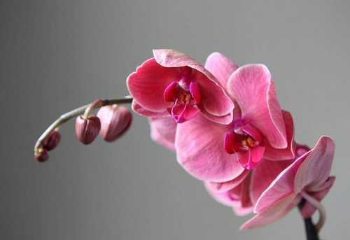 Орхидея азиатский коралл сортовая
