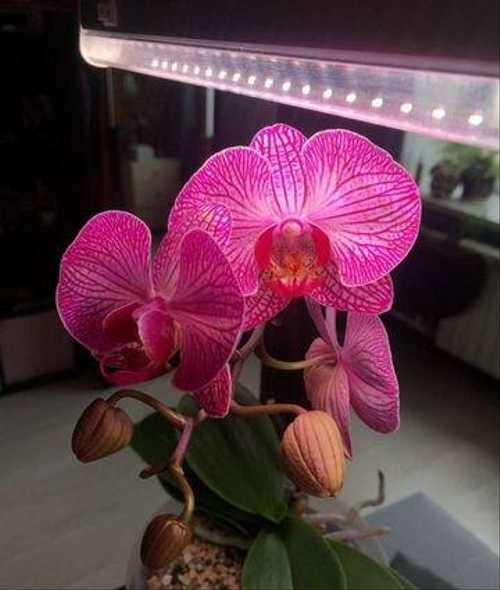 Орхидея фаленопсис New stripes / Romanion