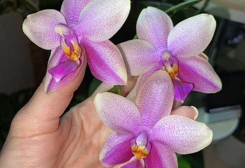 Орхидея фаленопсис Liodoro(Лиодоро)