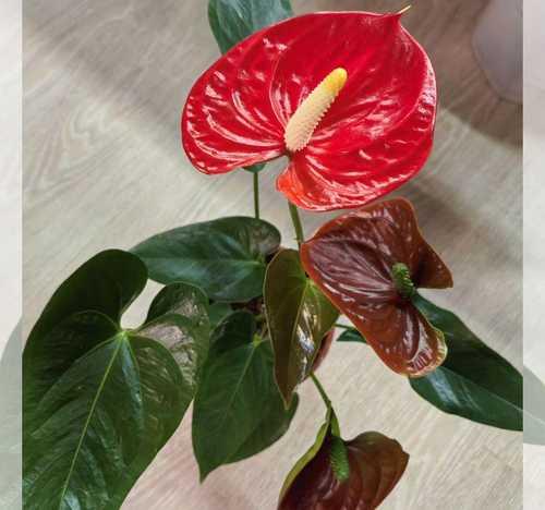 Антуриум Sierra Orange (Сиерра Оранж)