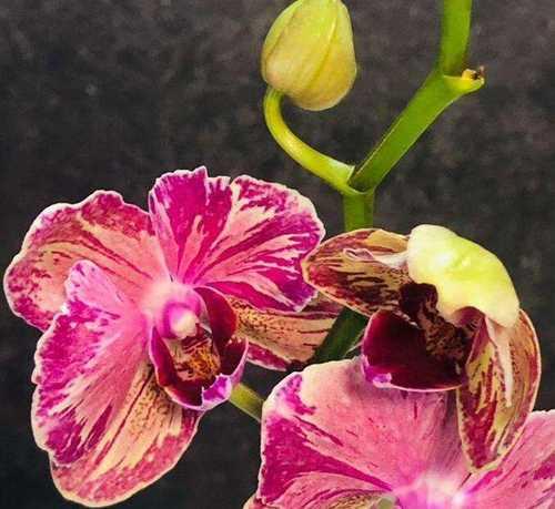 Орхидея фаленопсис Пират Пикоти Акварель