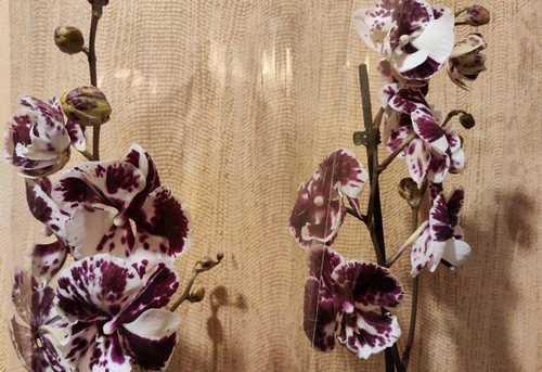 Орхидея фаленопсис Шоколад Биг лип