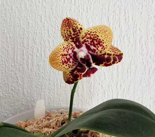 Phalaenopsis Zheng Min Anaconda