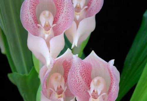 Грунт для орхидеи