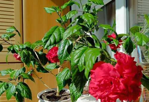 Гибискус махровый красный китайская роза