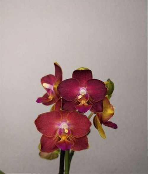 Орхидея ароматная мини