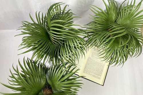 Декоративные растения / искусственная пальма