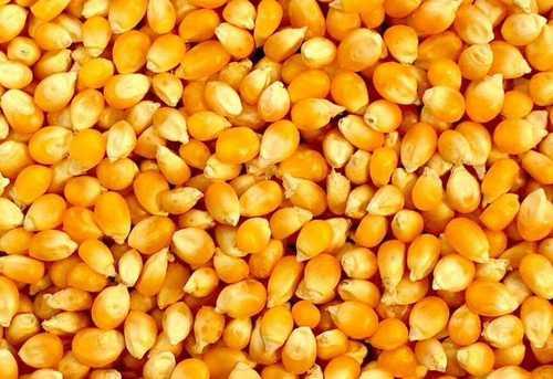 Семена кукурузы дкс 3595