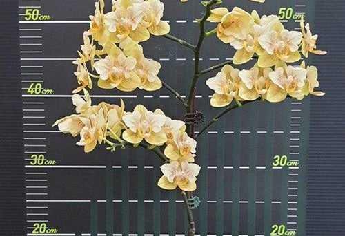 Орхидея Phal. Little Emperor бабочка арома
