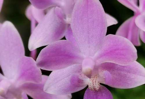 Орхидея цветущая Эквестрис, Пинлонг черри и др