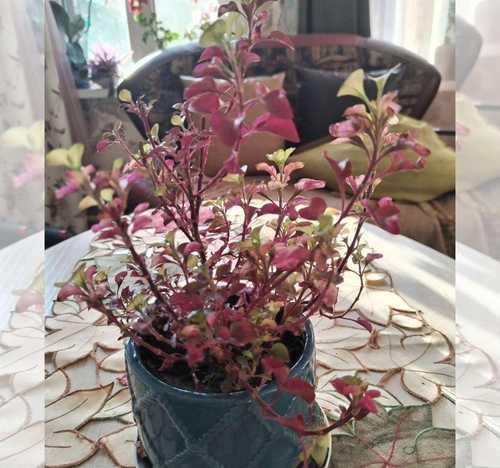 Продам цветы свои