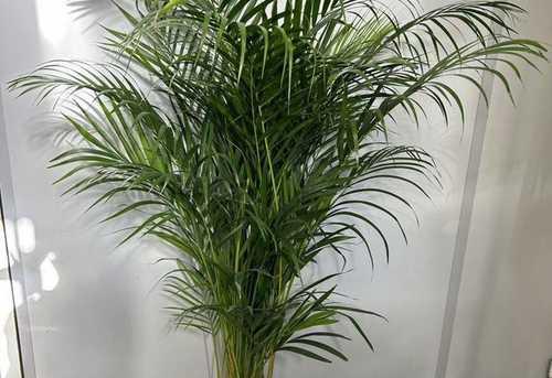Пальма 140-150 см