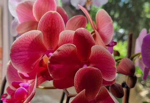 Орхидея фаленопсис детка Нарбонна Narbonne
