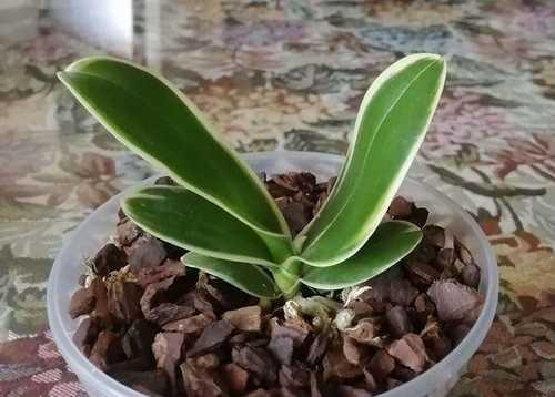 Орхидея Sogo Vivien, детка, вариегатная