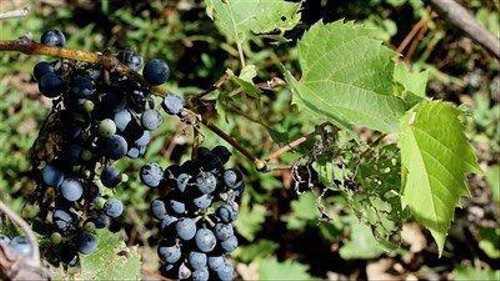 Виноград прибрежный, семена
