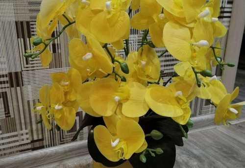 Орхидея кустовая жёлтая