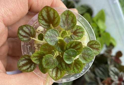 Бегония, пеперомии - растения для флорариума