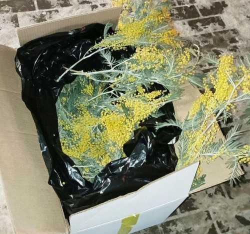 Мимоза