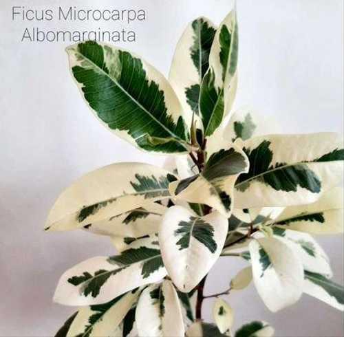 Ficus Microcarpa Albomarginata