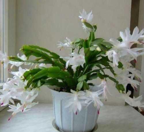 Цветок Зигокактус Декабрист Шлюмбергера Белый Лист