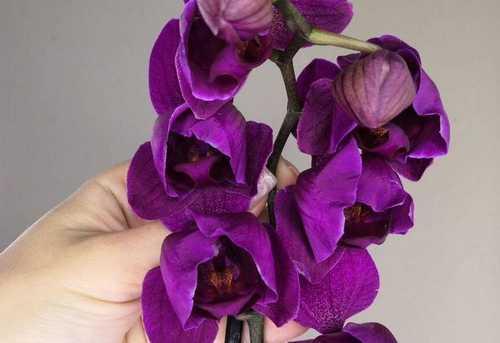 Орхидея фаленопсис пелор Stellenbosh