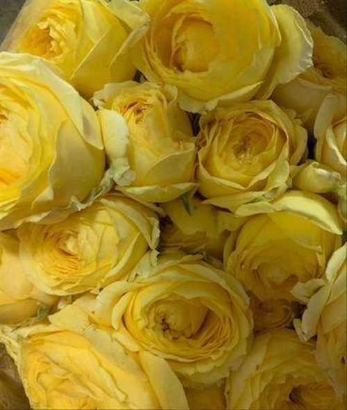 Роза срезанная оптом 15 шт, 50 см, желтого цвета