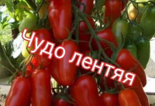 Семена томатов для начинающих (Северные районы)