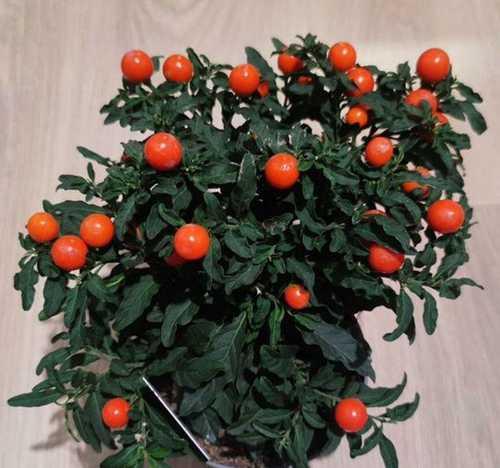 Цветок Solanum Новый