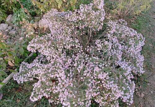 Саженцы Астра бокоцветная Принц
