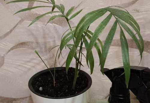 Растения Аспарагус и пальма
