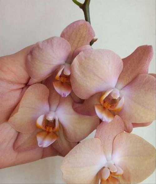 Орхидея фаленопсис Просеко Proceco