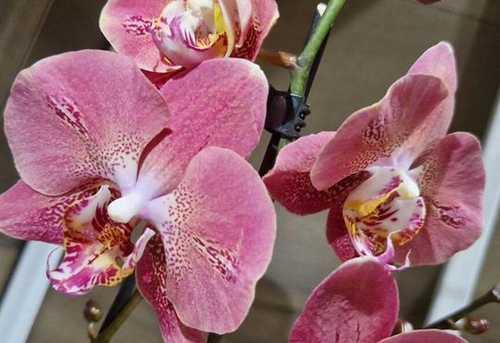 Орхидея фаленопсис Leco Fantastic отцветашки